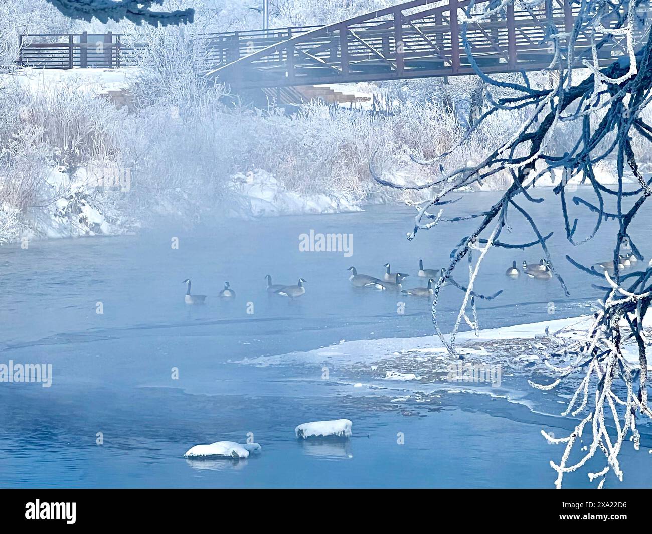 Icy bridge with trees and geese swimming in frozen water Stock Photo ...