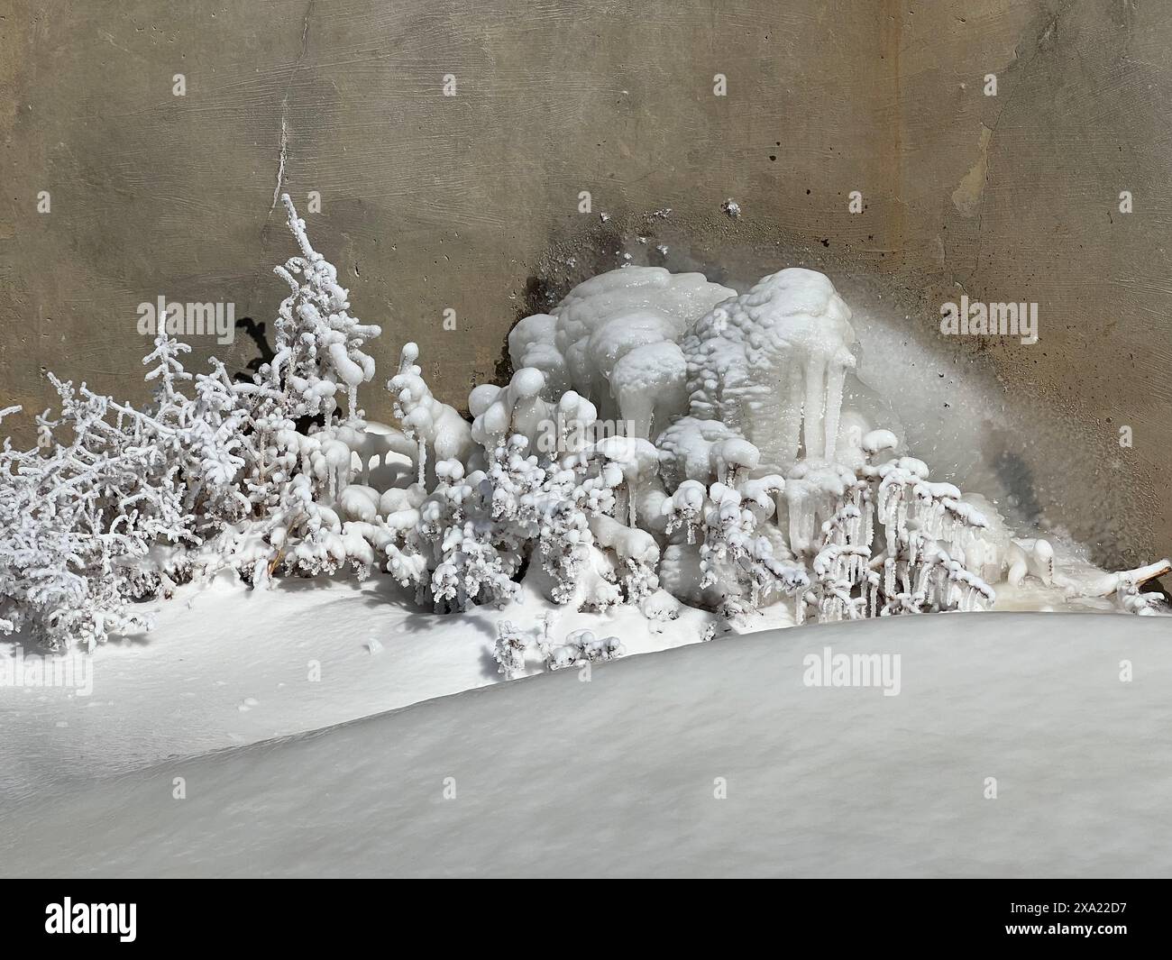 Snow-covered plants and trees by a wall in winter Stock Photo - Alamy