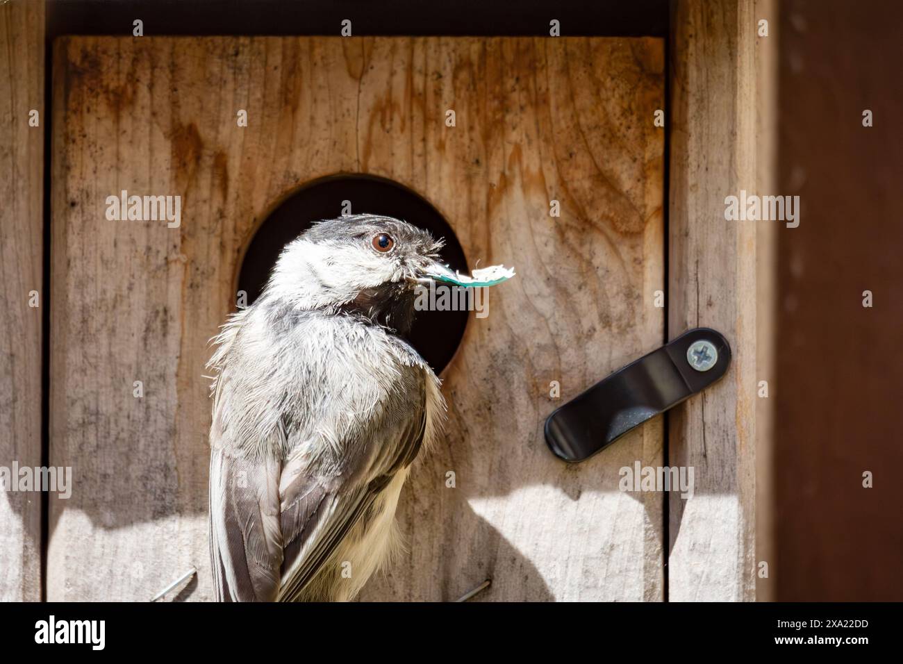 A black capped chickadee returns to his nest with a robin's egg shell ...