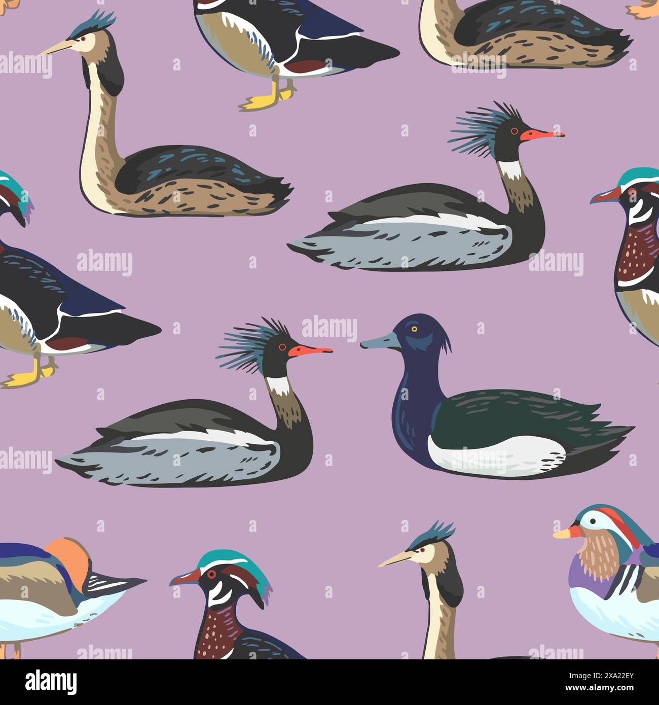 Seamless pattern with waterfowl, different types of ducks and grebe. Vector illustration Stock ...