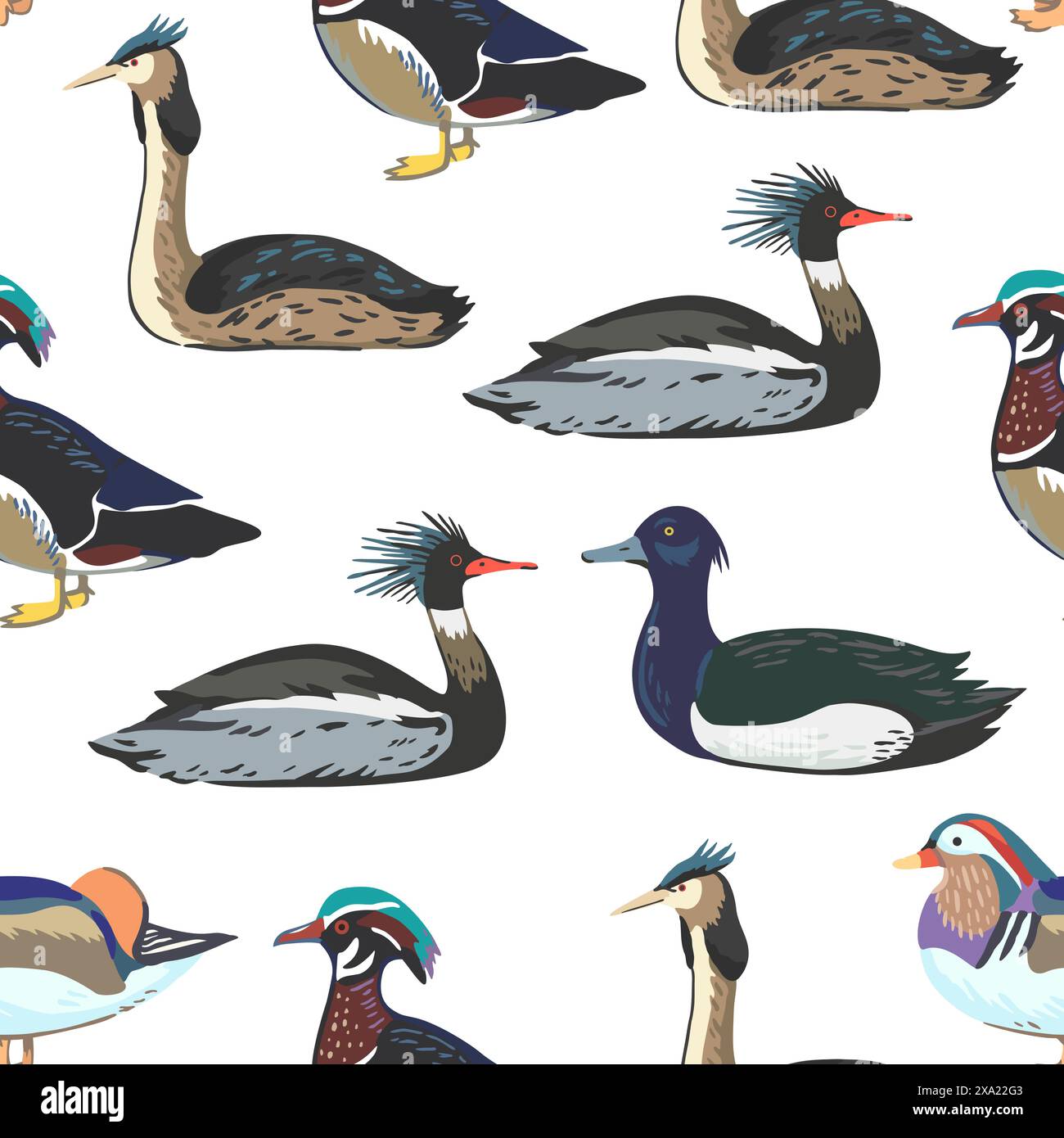 Seamless pattern with waterfowl, different types of ducks and grebe. Vector illustration Stock ...