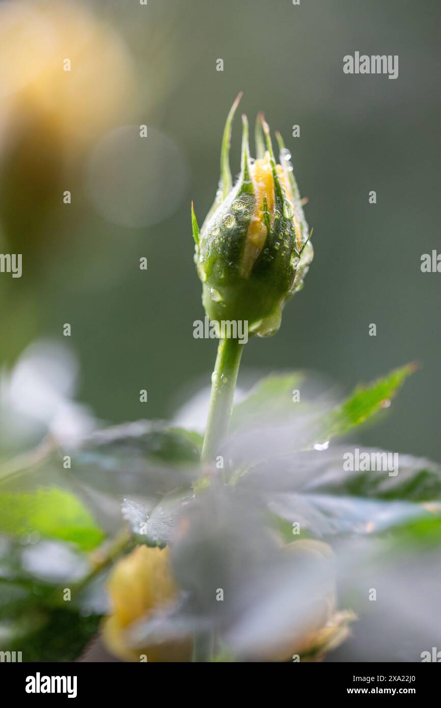 Close-up shot of a budding rose with water droplets on a dark ...