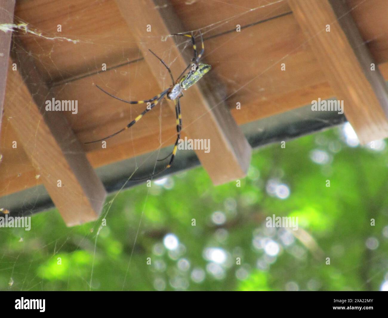 Black spider dangling from ceiling with tiny tail Stock Photo - Alamy