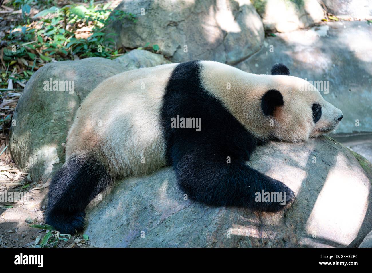 A panda resting on a rock in a serene park setting Stock Photo - Alamy