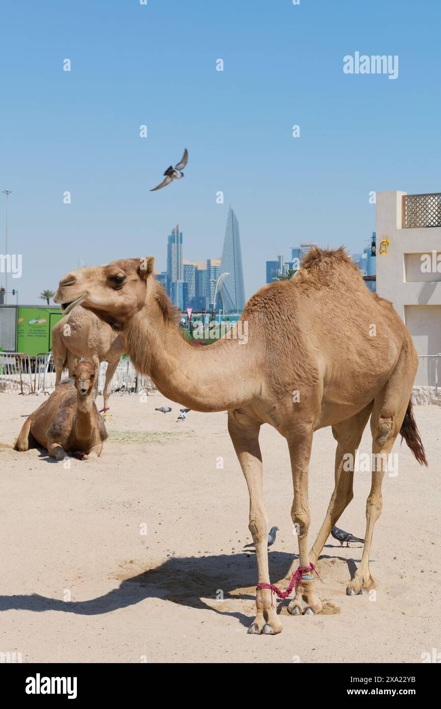 Camel birds hi-res stock photography and images - Alamy