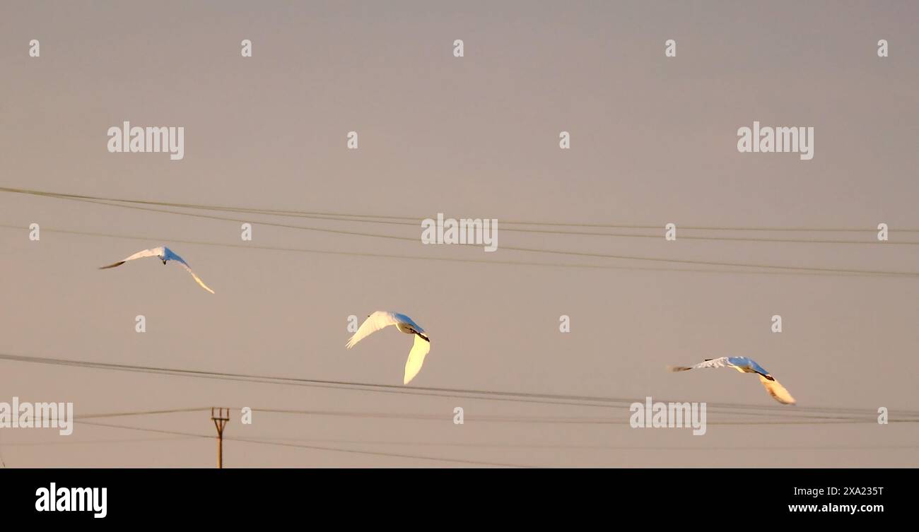 Three spoonbill birds flies in the pale morning sky outstretching their ...