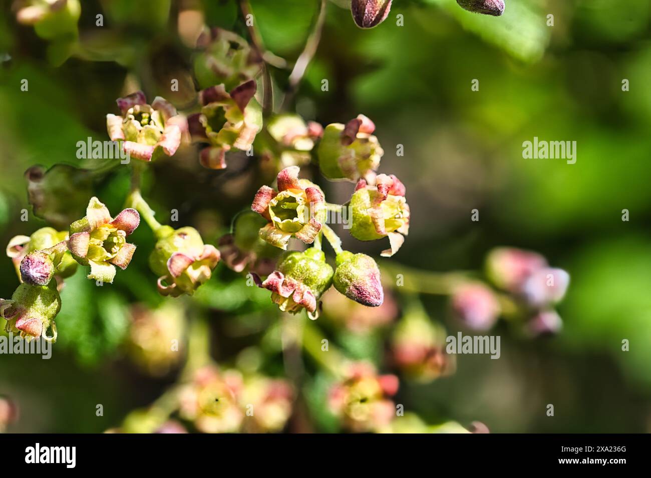A cluster of flower buds of a currant bush Stock Photo - Alamy