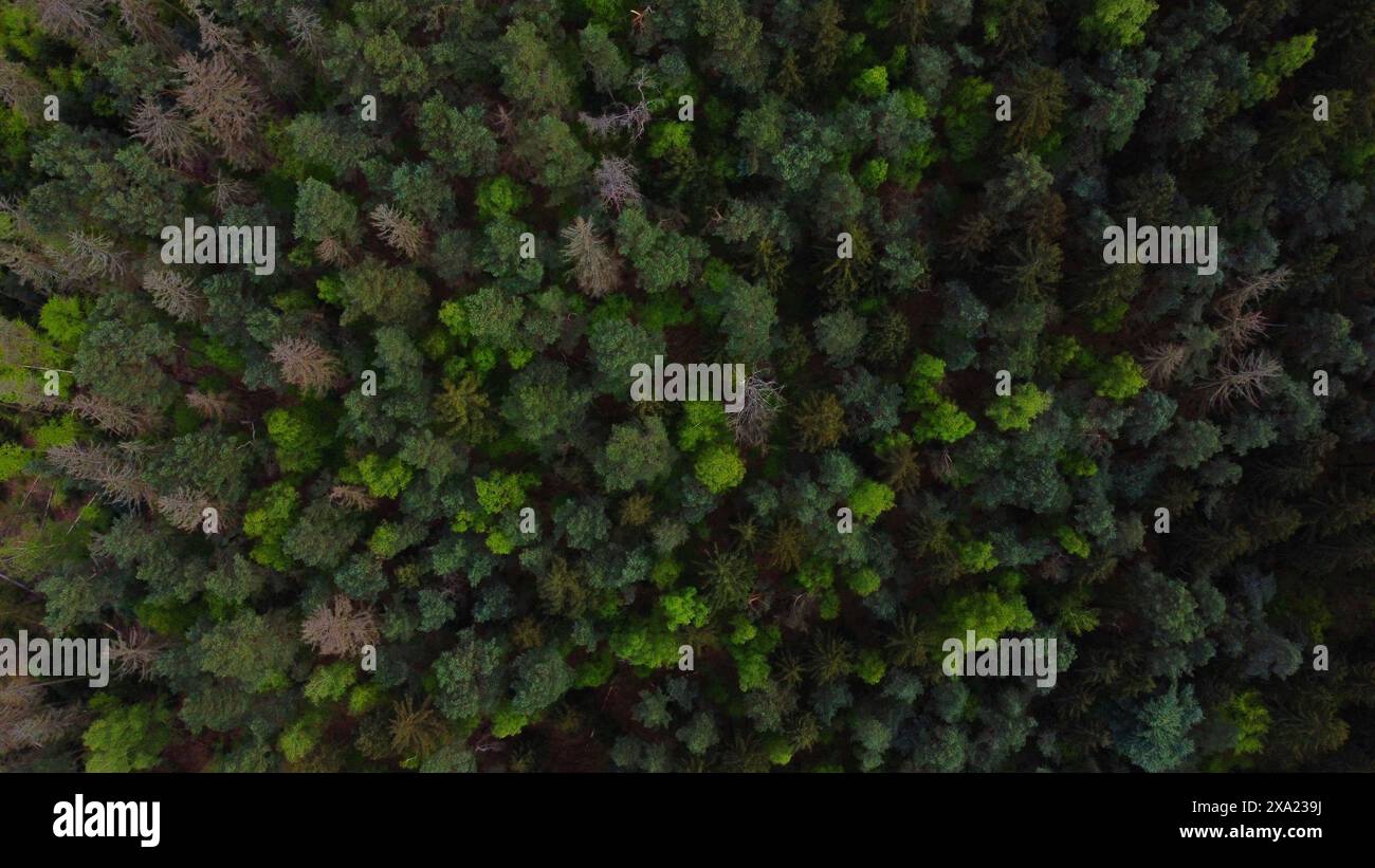 Aerial view of pine trees in forest canopy Stock Photo - Alamy