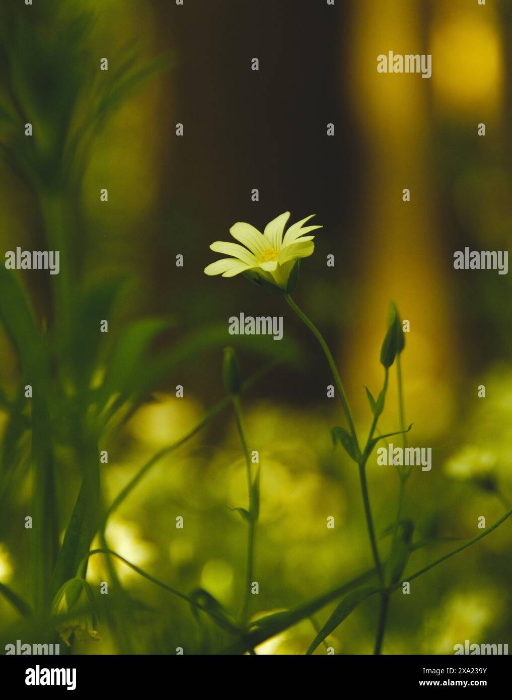 View from behind of white flowers and bushes in shade Stock Photo - Alamy