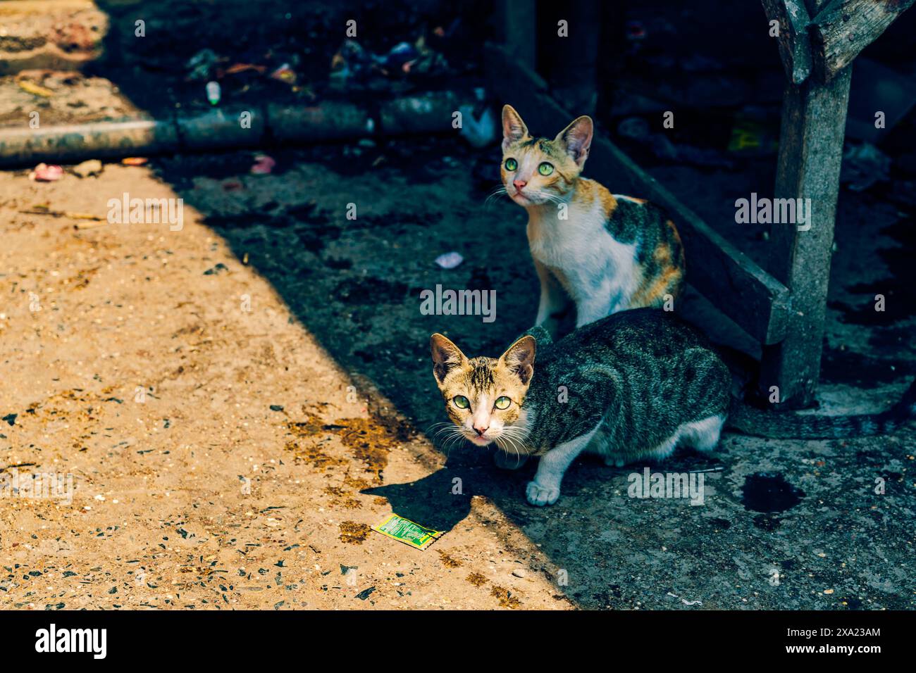 The two cats standing side by side by a house's walkway Stock Photo - Alamy