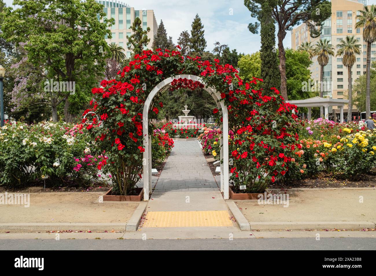 A Beautiful Red Rose Garden Trellis with view of water fountain. State ...
