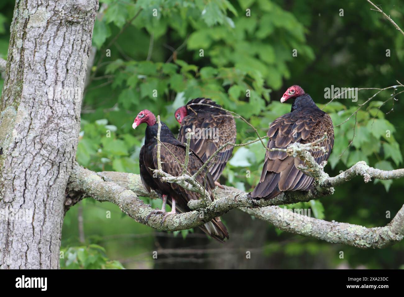 Three turkey vultures sitting in a tree Stock Photo - Alamy