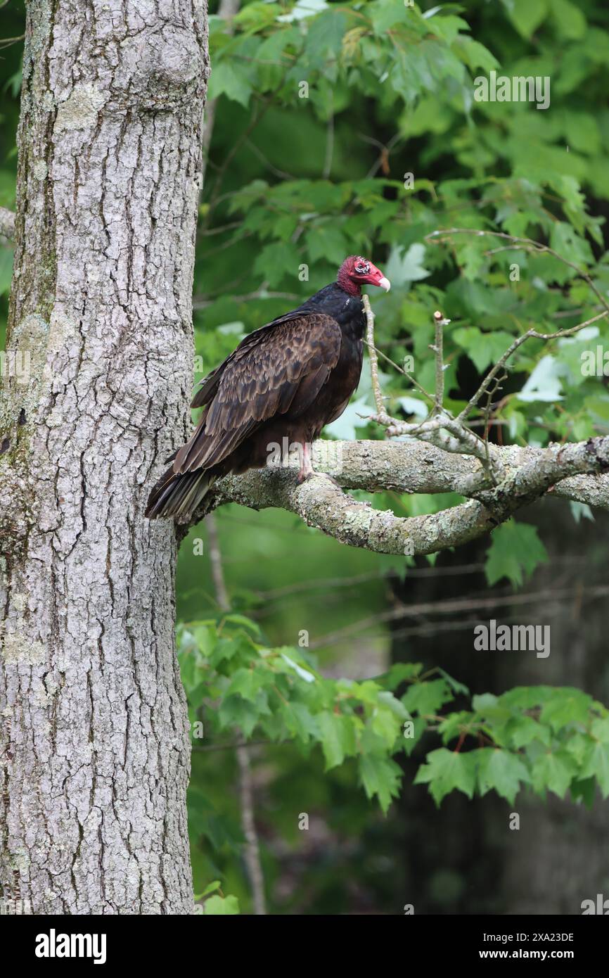 Wild turkey new york hi-res stock photography and images - Alamy