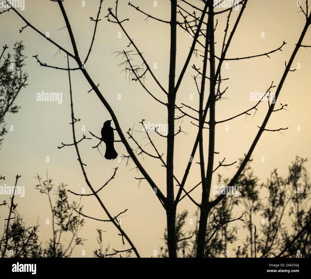 Tree silhouette bird against sunset hi-res stock photography and images ...