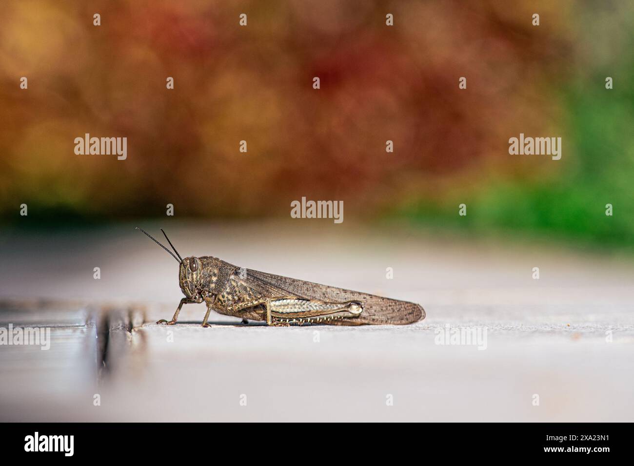 Locust antenna hi-res stock photography and images - Alamy