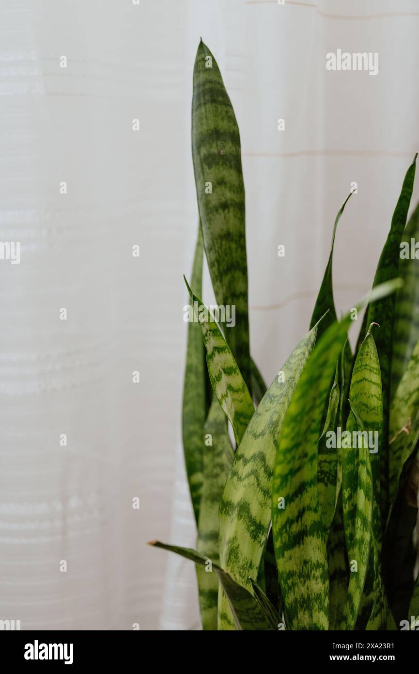 Large snake plant potted indoors by the window Stock Photo - Alamy