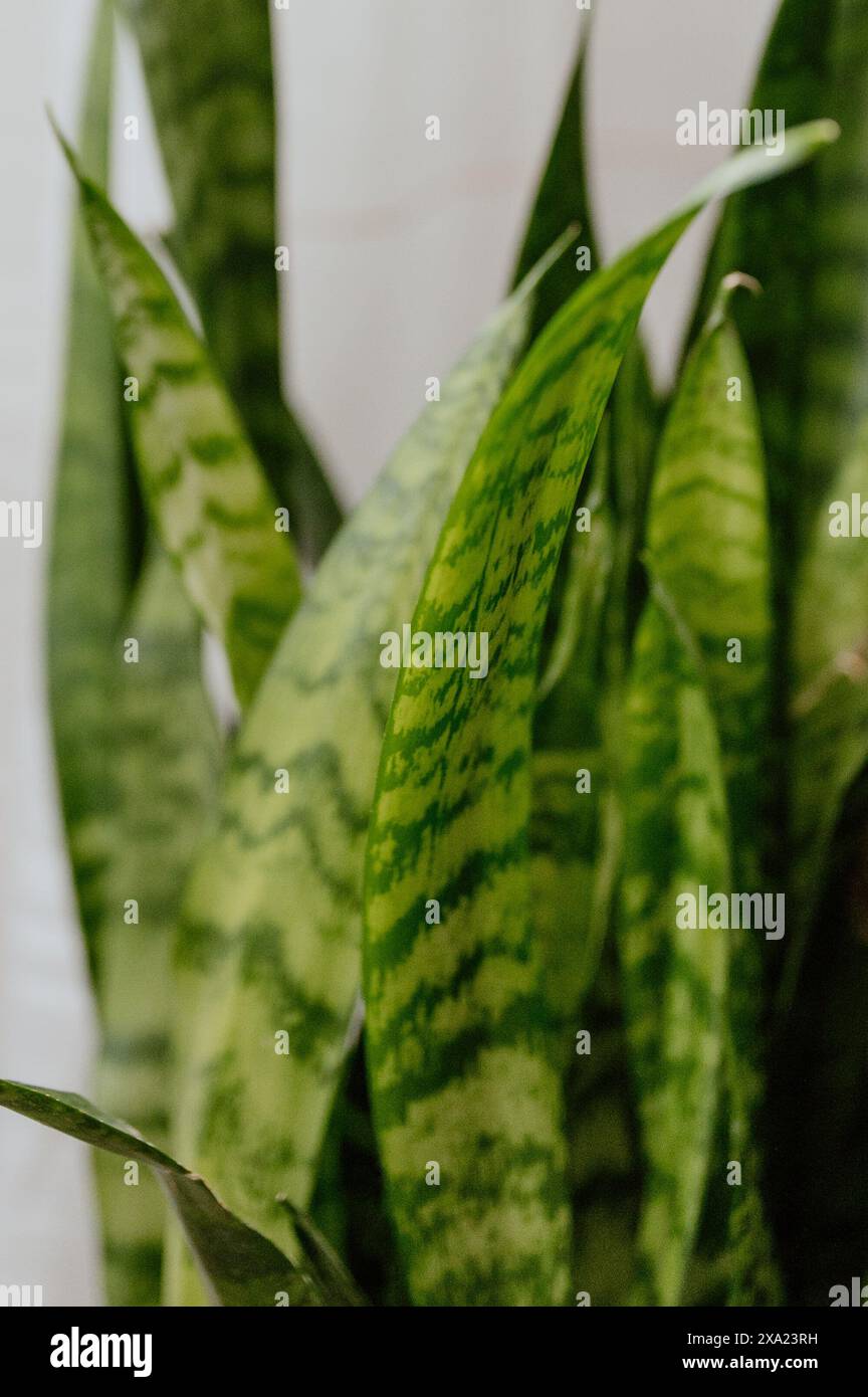 Large snake plant potted indoors by the window Stock Photo - Alamy