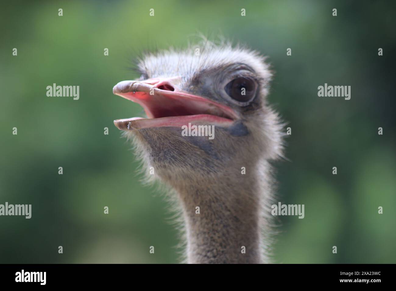 Giant ostrich hi-res stock photography and images - Alamy