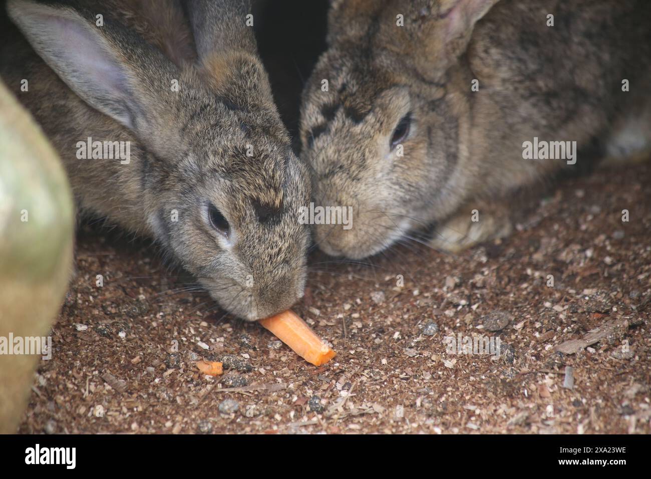 Two rabbits investigating a carrot in a hole on the ground Stock Photo ...