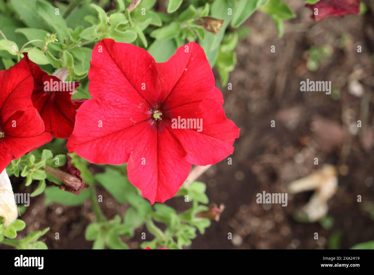 Vibrant red bloom hi-res stock photography and images - Alamy