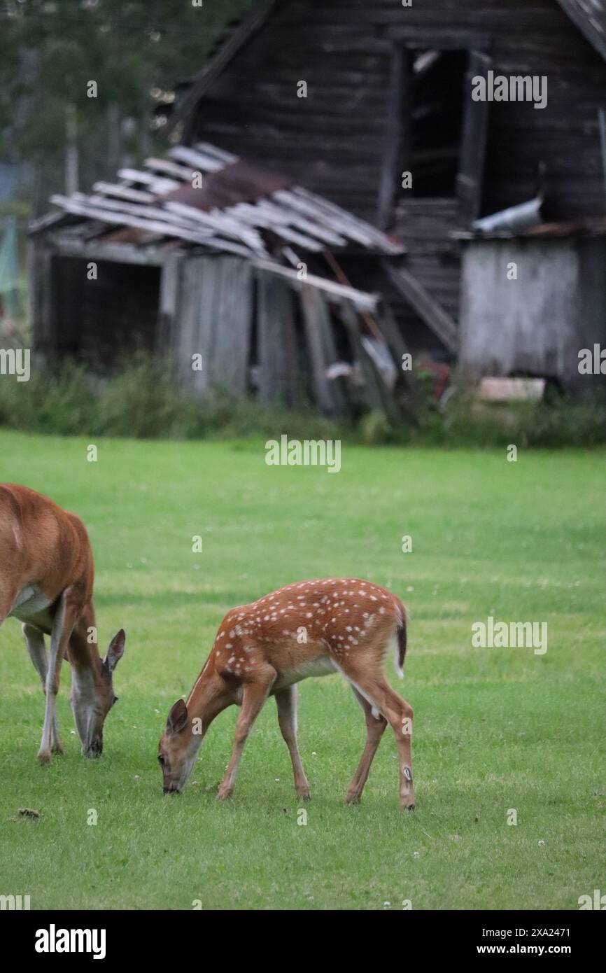 The Sika deer (Cervus nippon) feeding near deserted structure on town ...