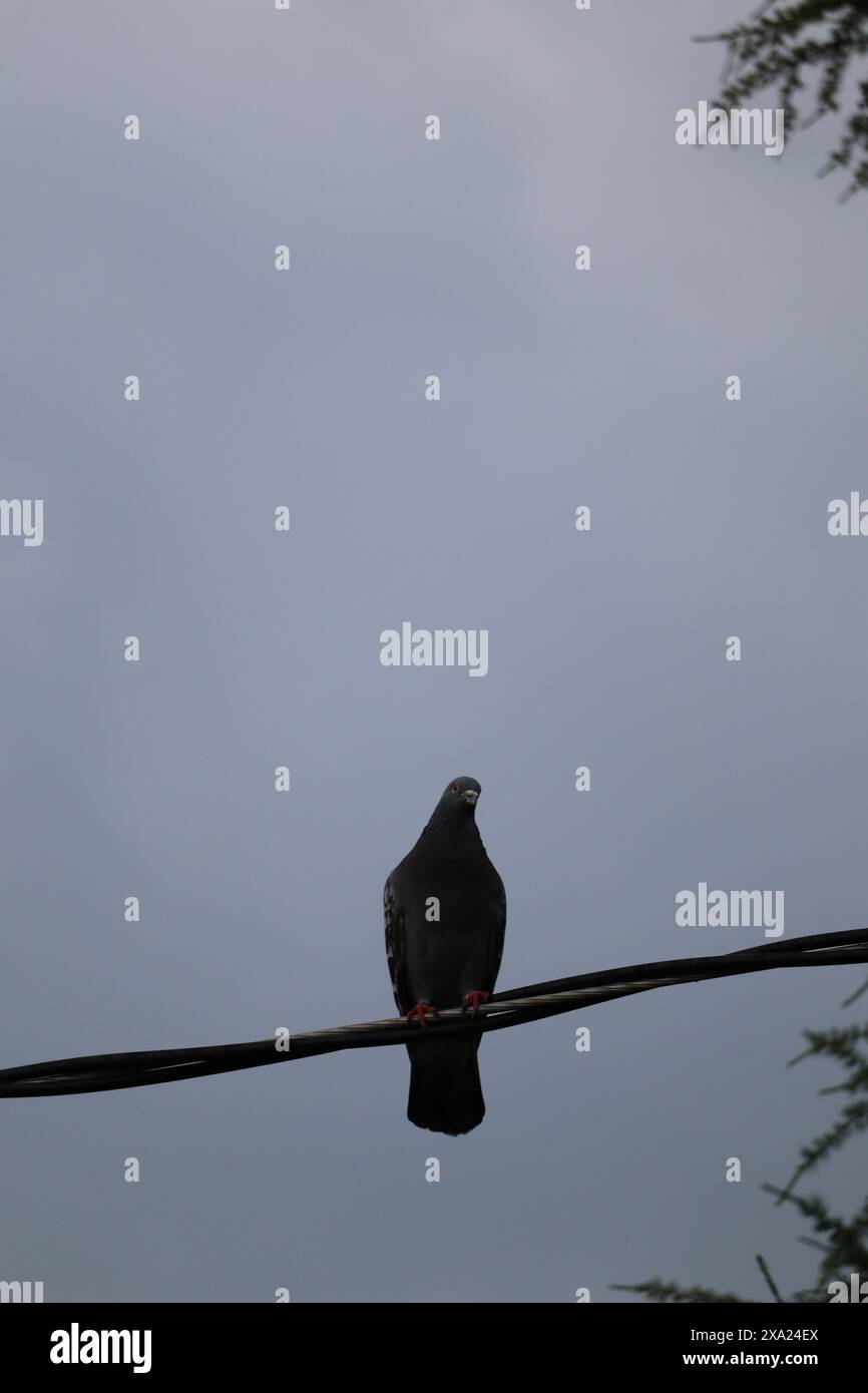 Pigeon wire hi-res stock photography and images - Alamy