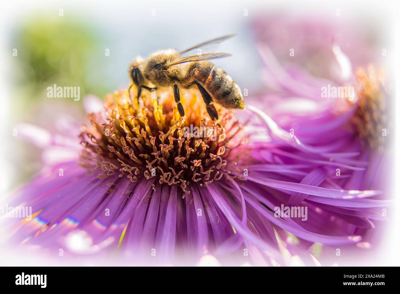 Chromatic flowers hi-res stock photography and images - Alamy