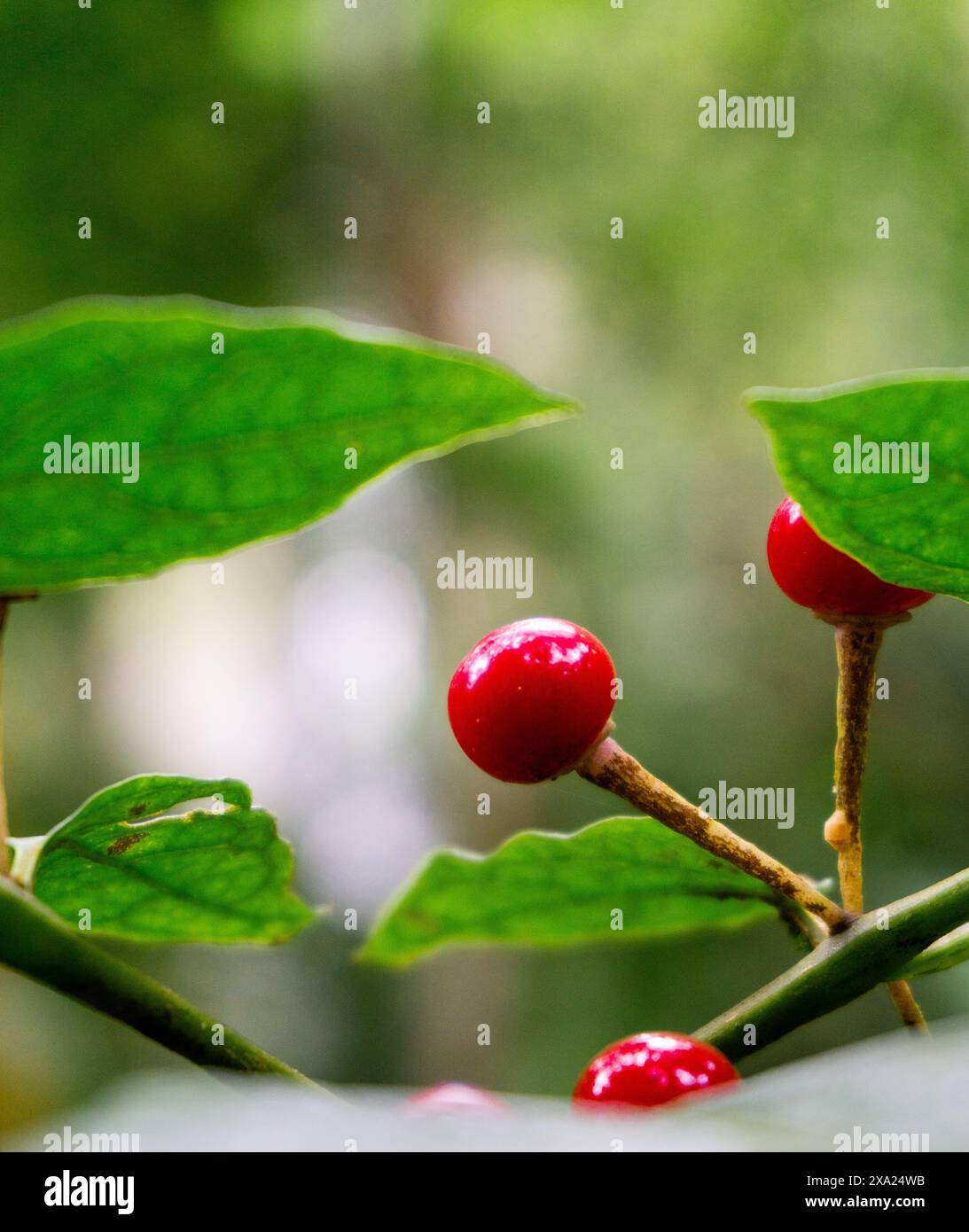 Solanum neesianum hi-res stock photography and images - Alamy