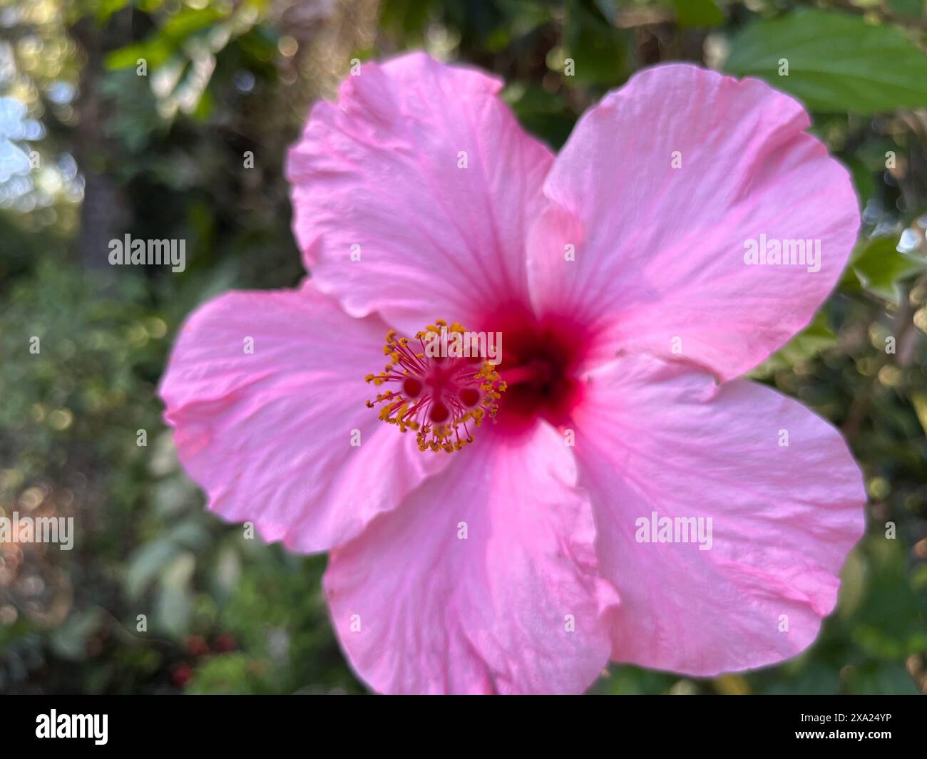 The typical flower of Brazil Stock Photo - Alamy