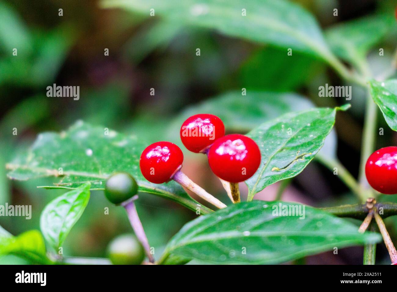 Solanum neesianum (Lycianthes subtruncata, Lycianthes neesiana). Nees ...