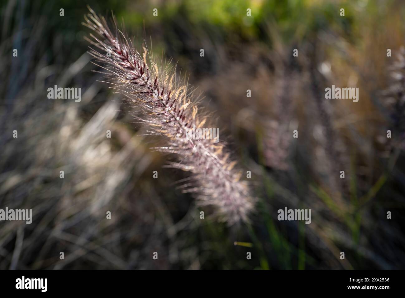 A macro shot of fuzzy grass in a desert setting, in Arizona Stock Photo ...