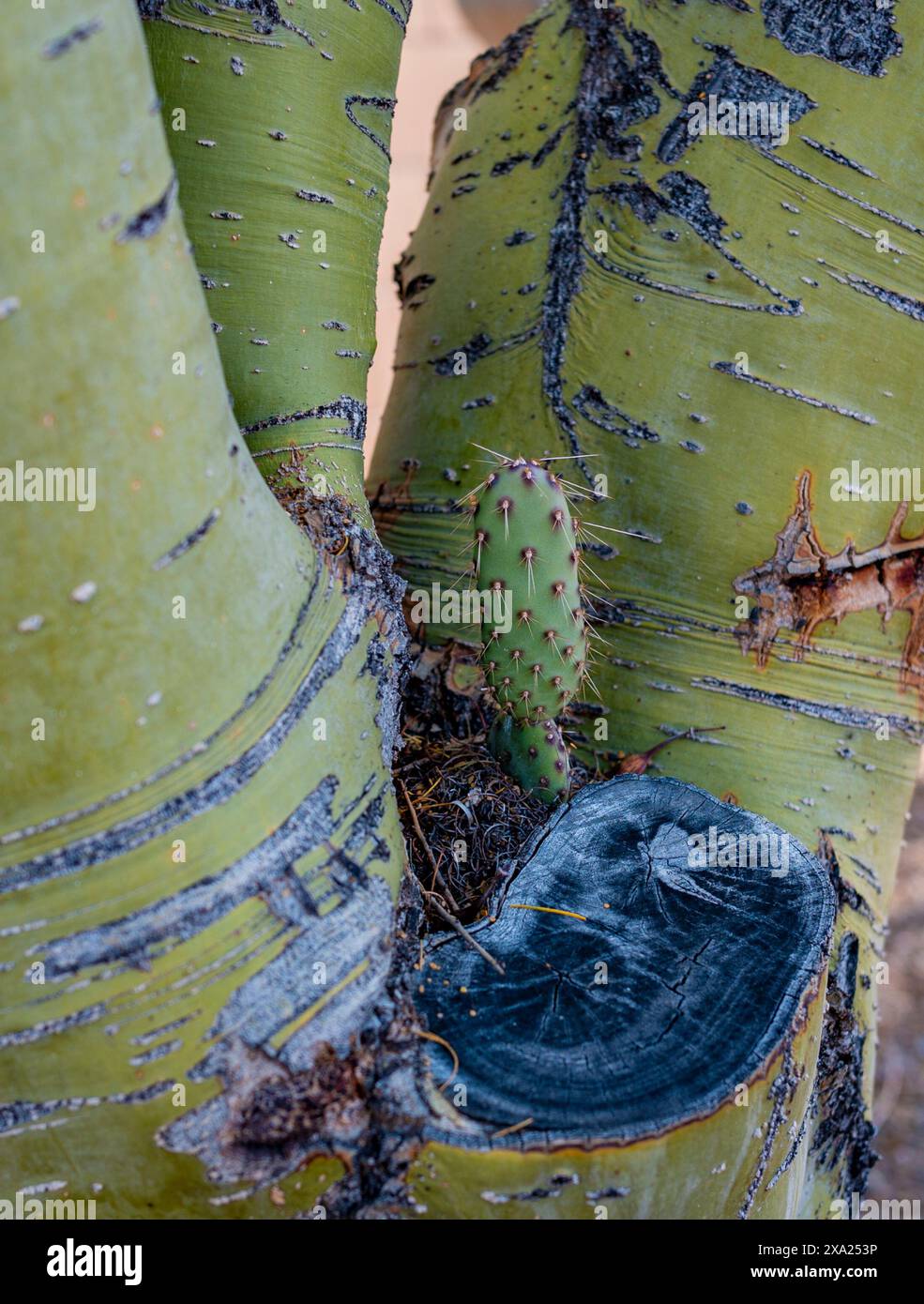 A cactus growing in tree, resilient, fighting to survive Stock Photo ...