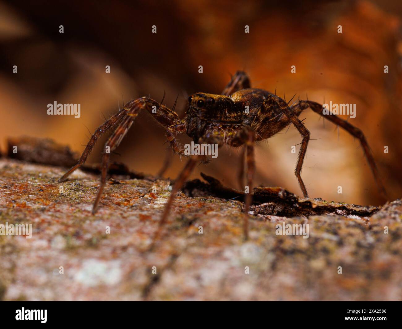 Huntsman spider on branch hi-res stock photography and images - Alamy