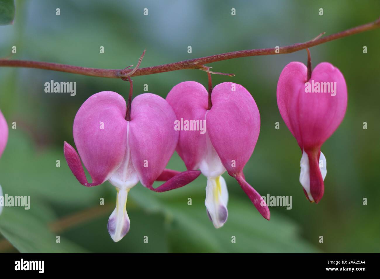 A close-up of bleeding hearts flowers in bloom Stock Photo - Alamy