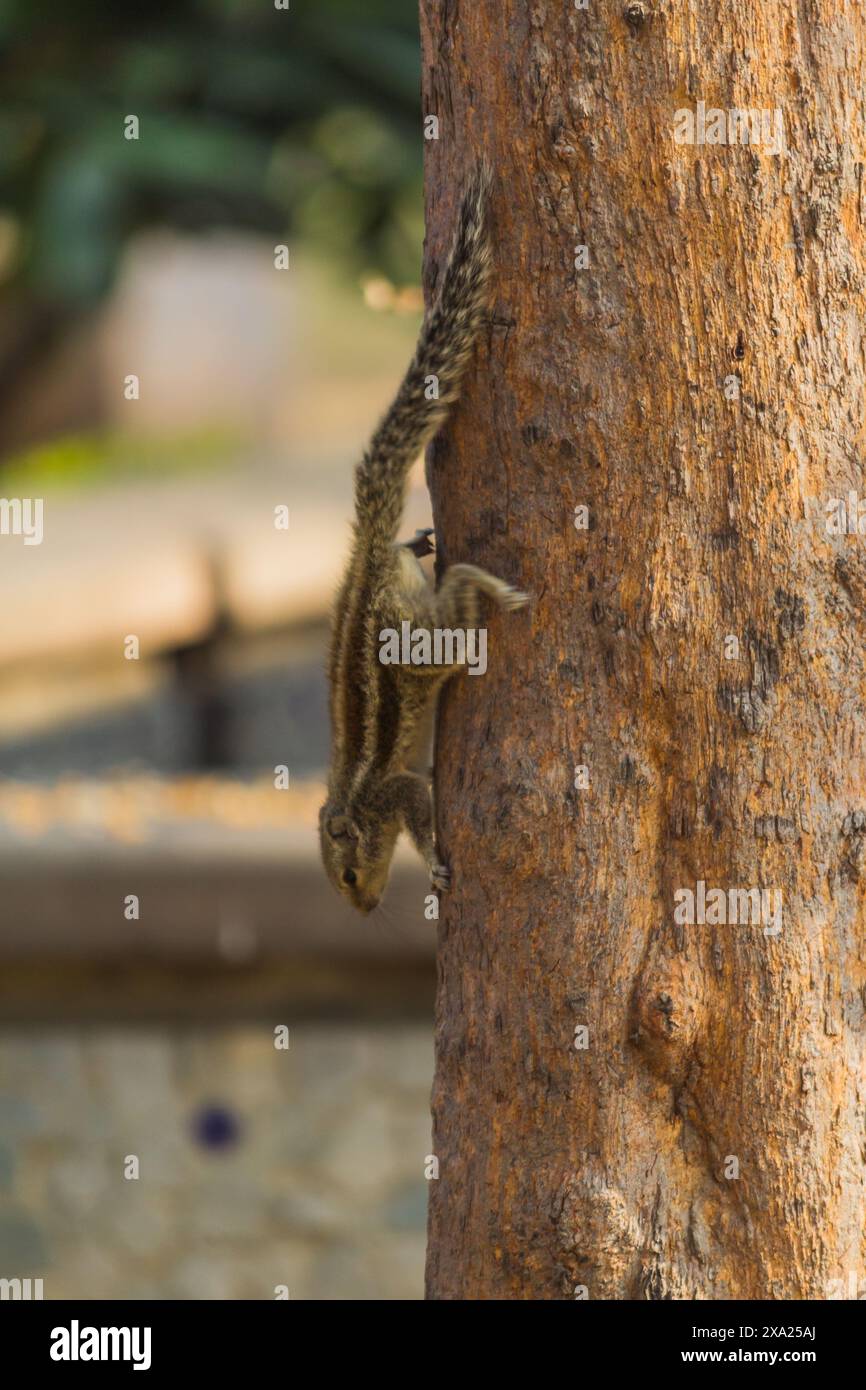 A tiny brown animal climbing down a tree trunk Stock Photo - Alamy