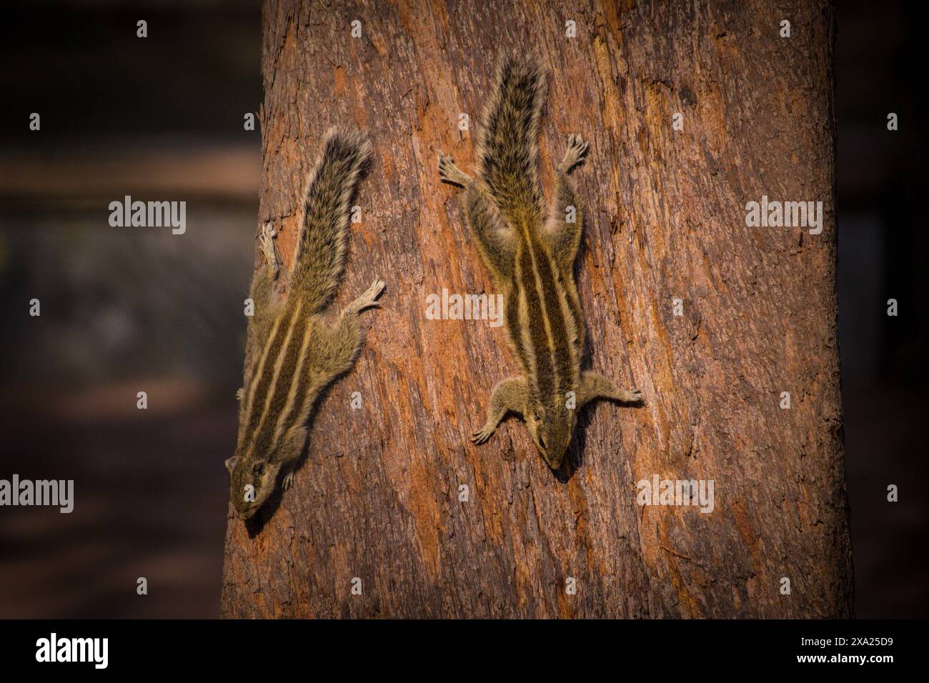 Two striped animals on a tree trunk in nature Stock Photo - Alamy