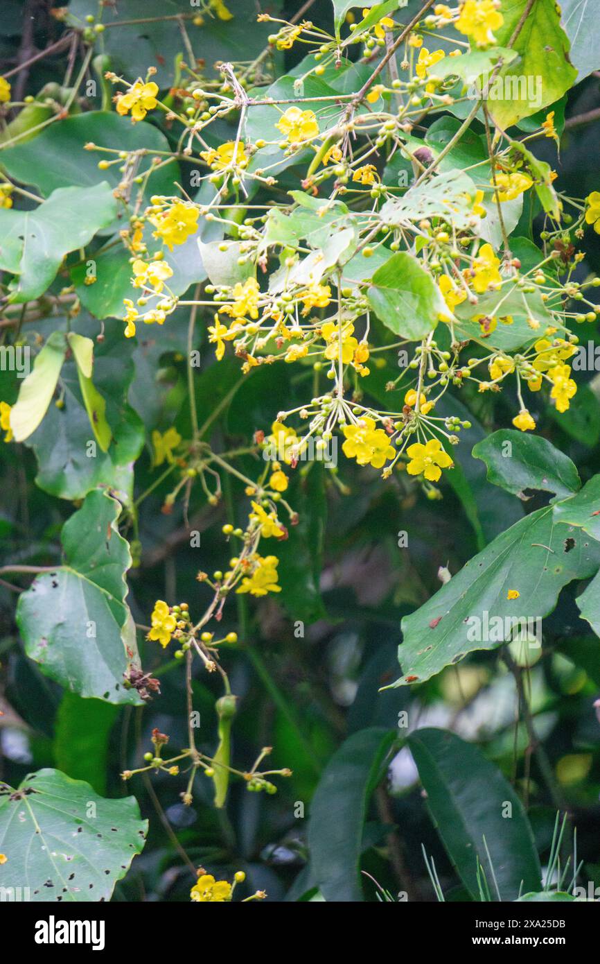 Stigmaphyllon diversifolium. Stigmaphyllon is a genus in the ...