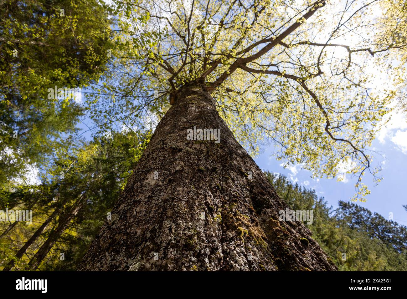 Majestic green pine tree hi-res stock photography and images - Alamy