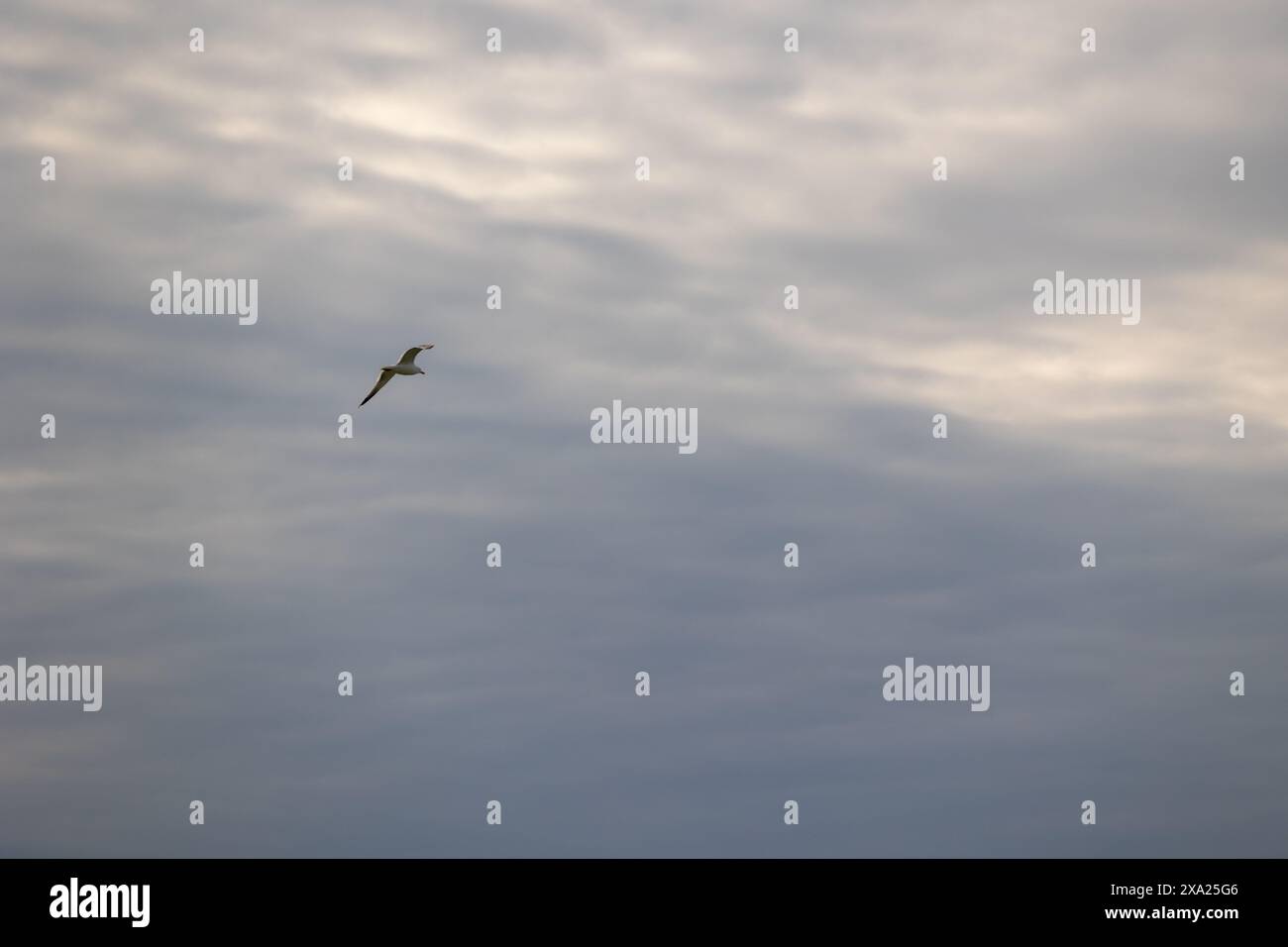 Seaplane flying in sky hi-res stock photography and images - Alamy