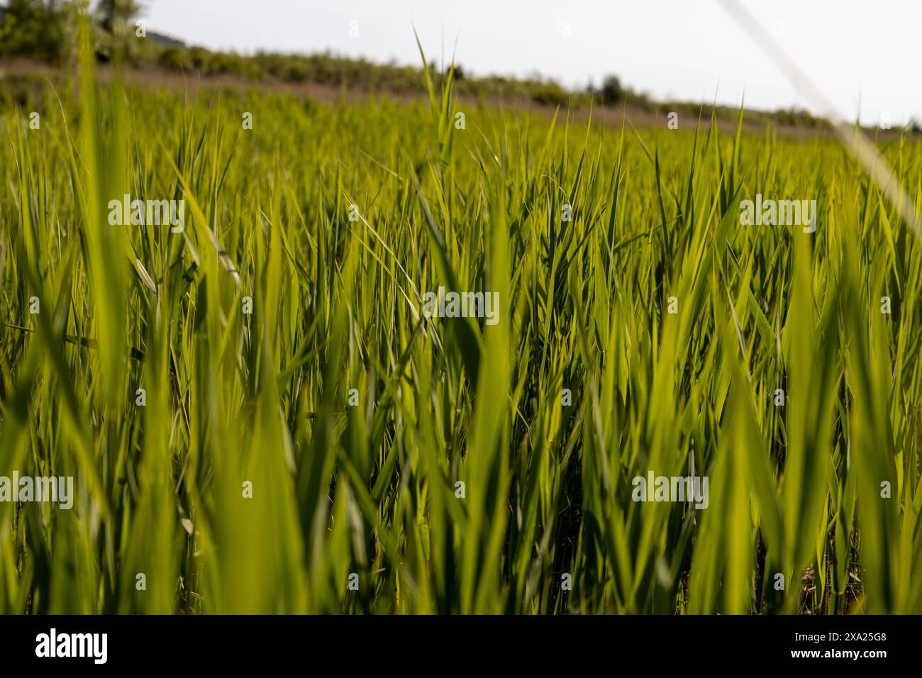 Tall green grass sways in the wind under the blue sky Stock Photo - Alamy