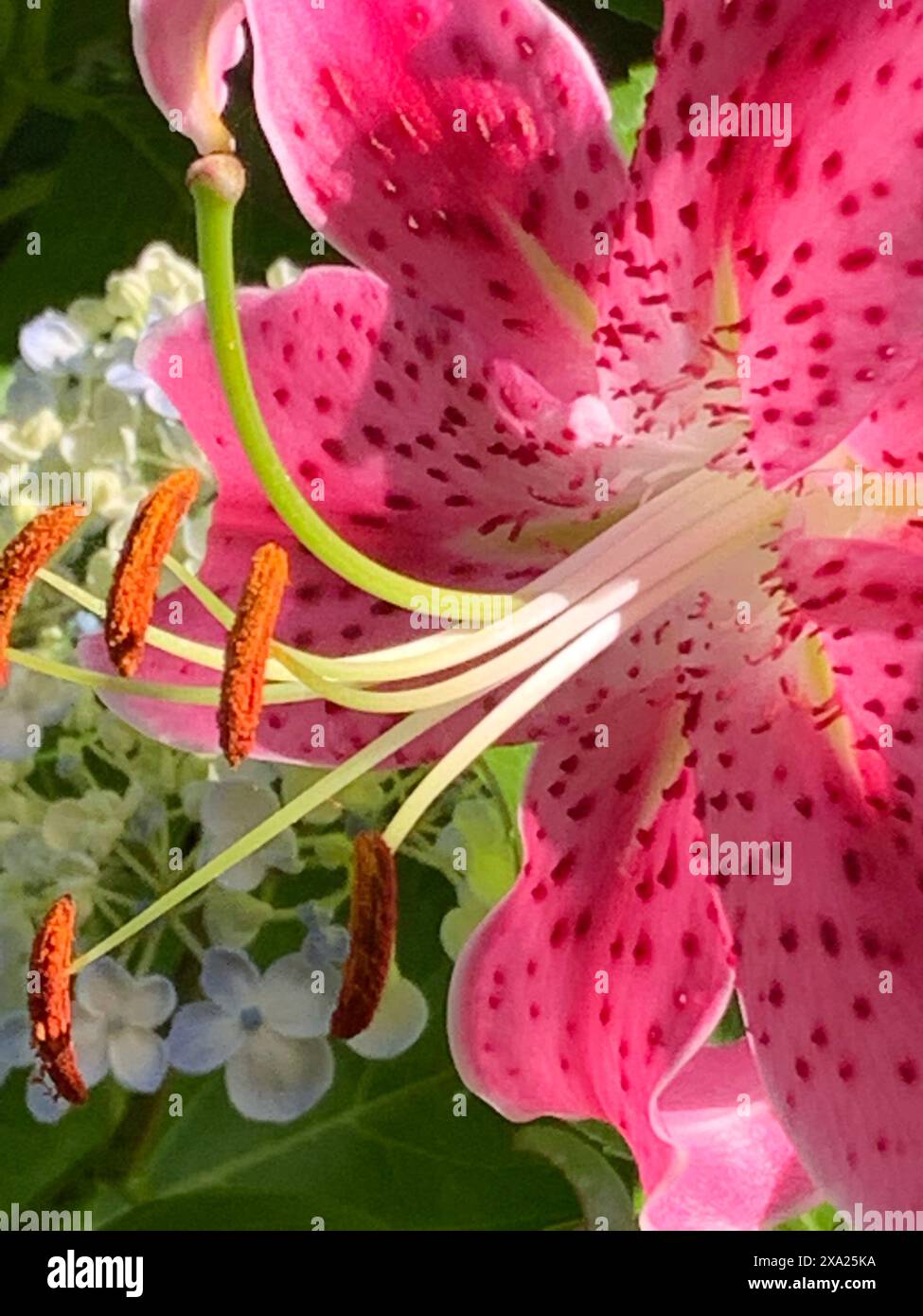 A macro of pink Tiger Lilly in Connie Hansen Gardens, Lincoln City, OR ...