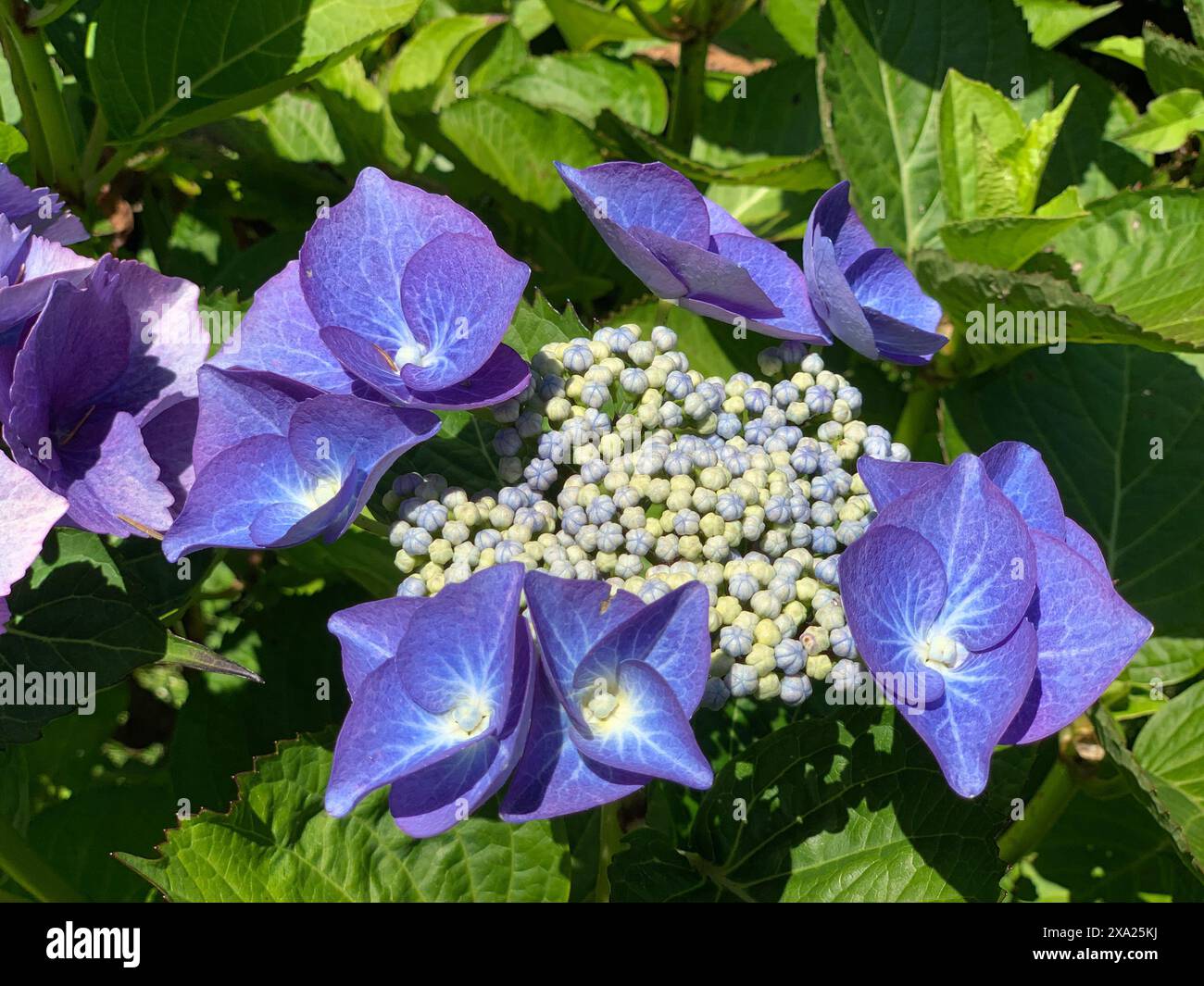 Macro of blue violet flowers in Connie Hansen Gardens, Lincoln City, OR ...