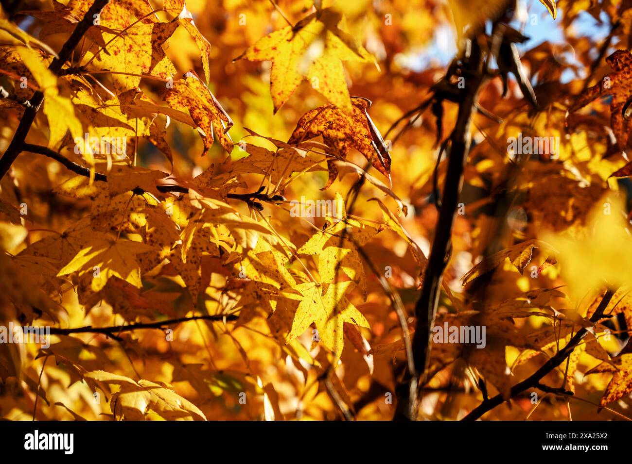 set of autumn leaves of the liquidambar tree that occupy the entire ...