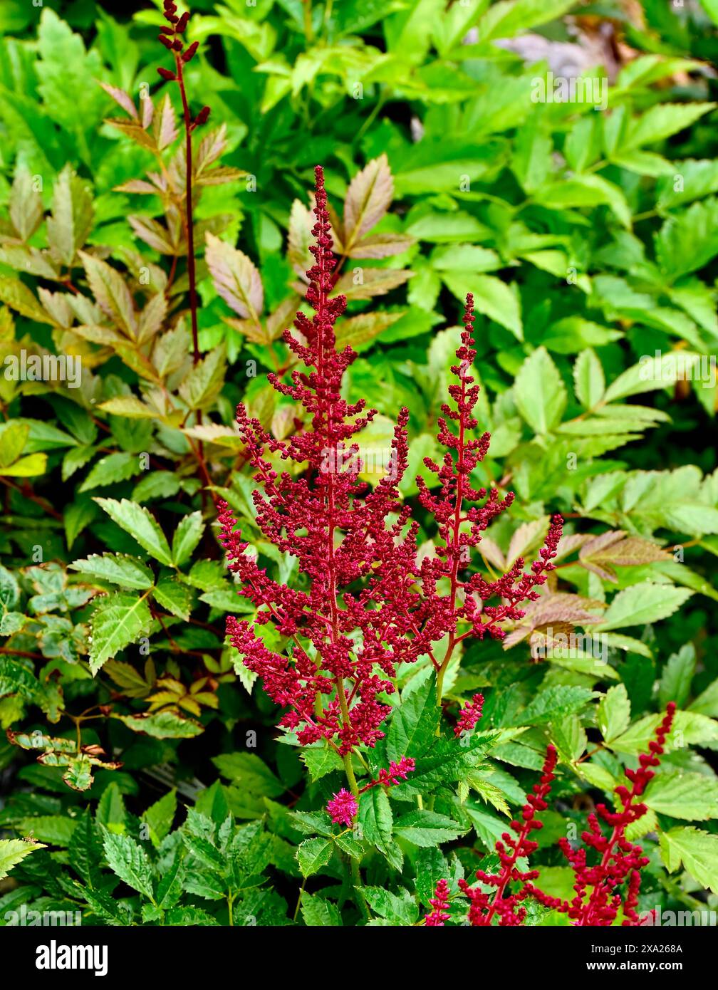 Vibrant August Light and lush green leaves on a plant Stock Photo - Alamy