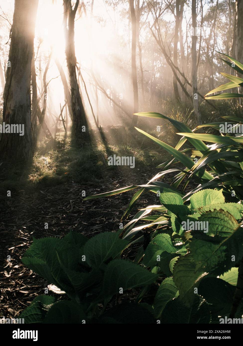An Autumn view at Mount Macedon Stock Photo - Alamy
