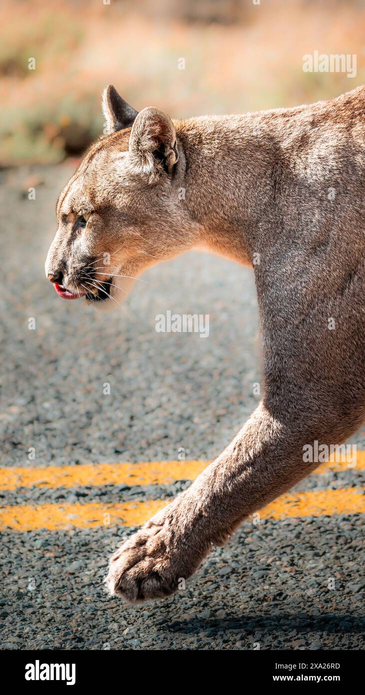 A puma in Torres del Paine National Park, Patagonia, Chile Stock Photo ...