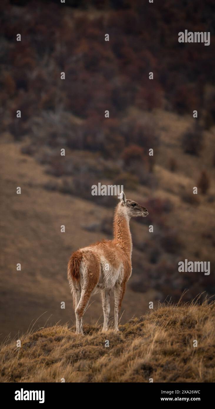 A Guanaco (Lama guanicoe) in National Park Torres del Paine, Patagonia ...