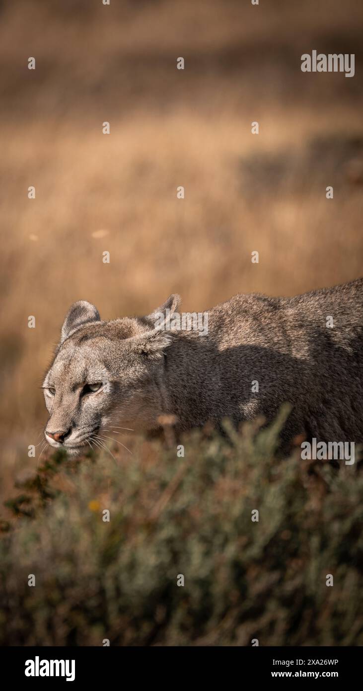 A puma in Torres del Paine National Park, Patagonia, Chile Stock Photo ...