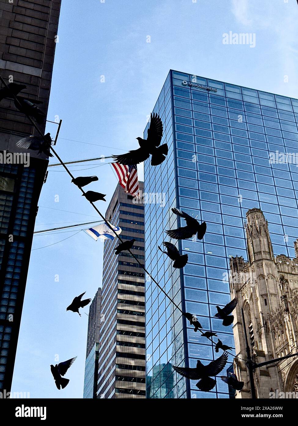Birds flying over urban skyline with tall buildings Stock Photo - Alamy