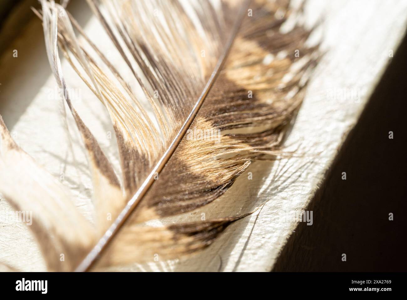 Close up of a feather hi-res stock photography and images - Alamy